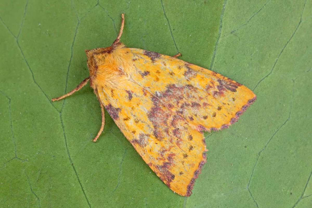 Pink-barred Sallow | Kent Moths