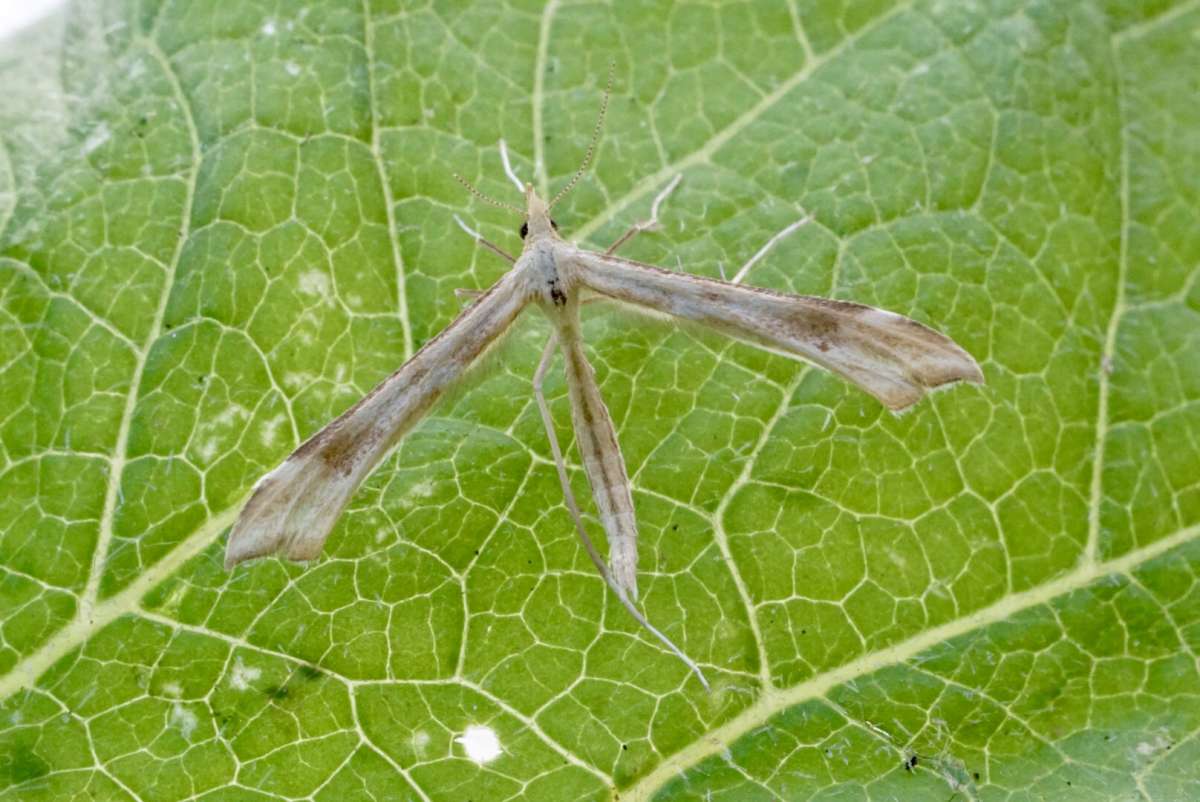 Gillmeria pallidactyla | Kent Moths