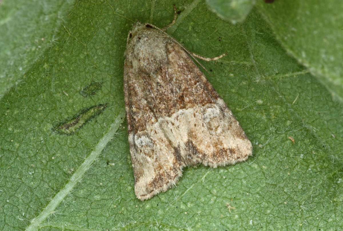 Cloaked Minor | Kent Moths