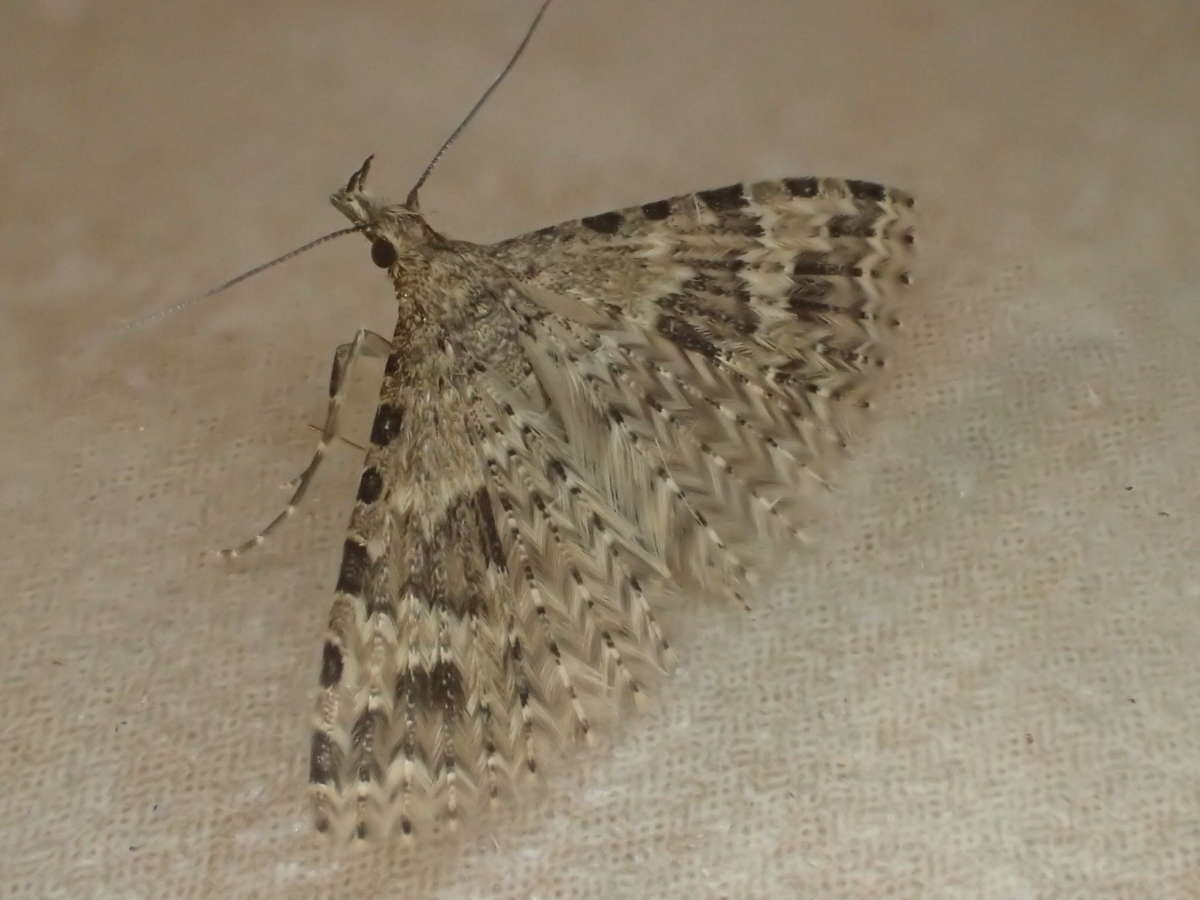 Alucita hexadactyla | Kent Moths