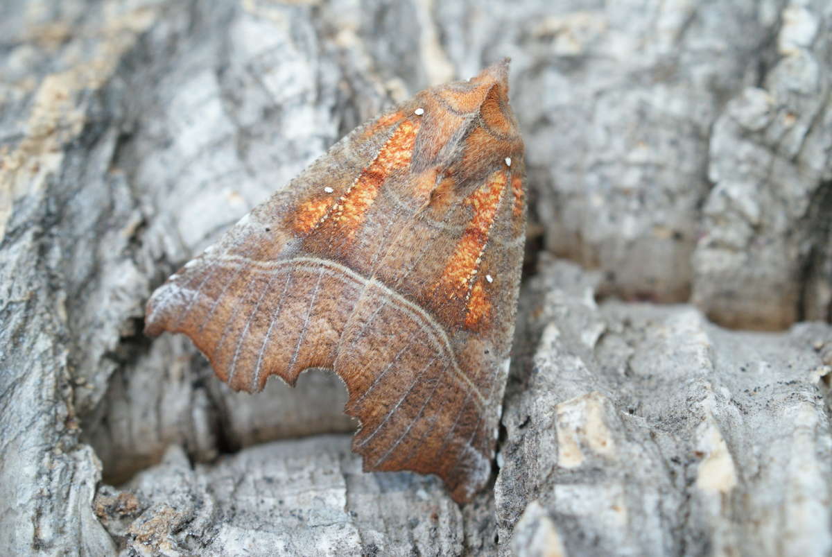 The Herald | Kent Moths