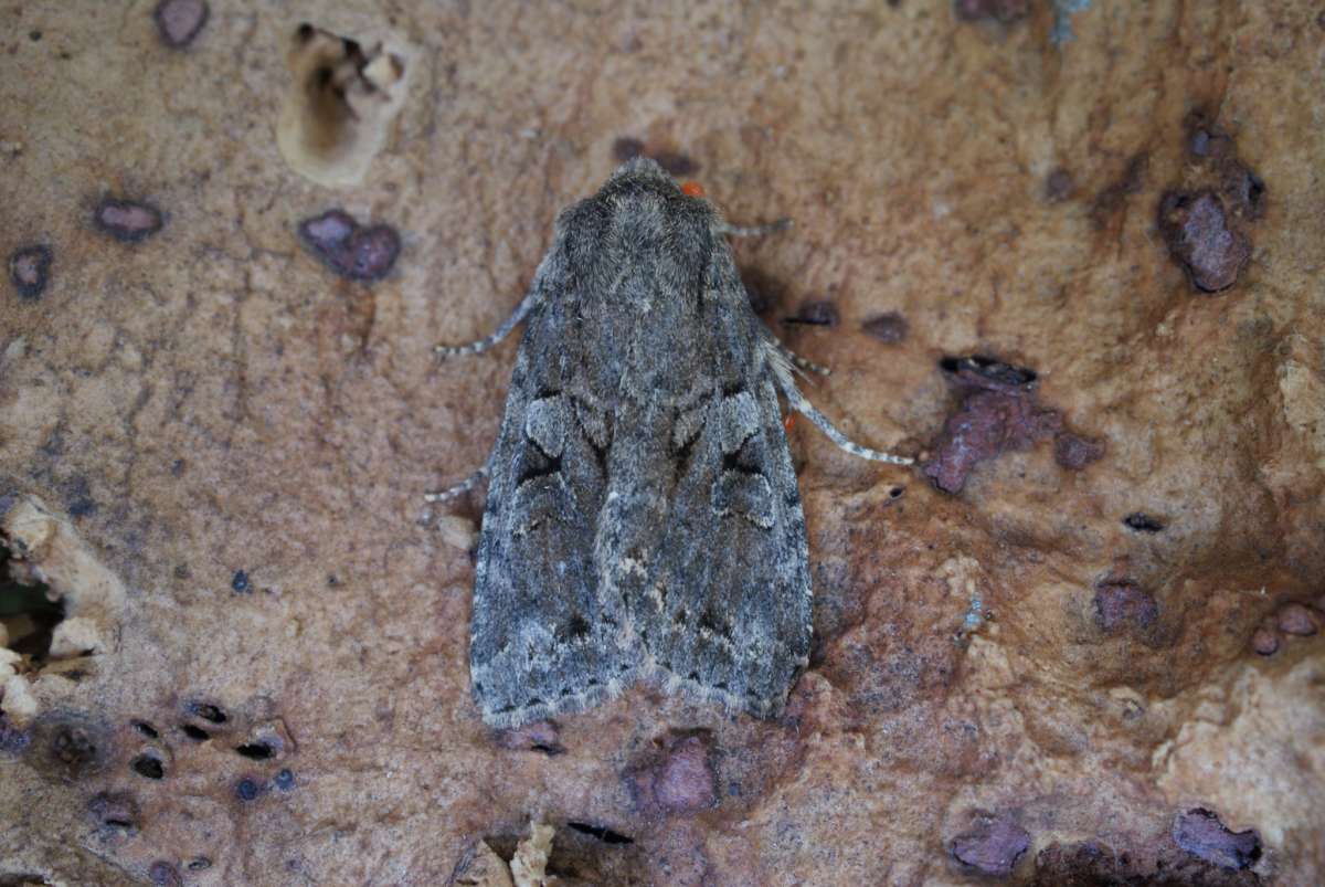 Dingy Shears | Kent Moths