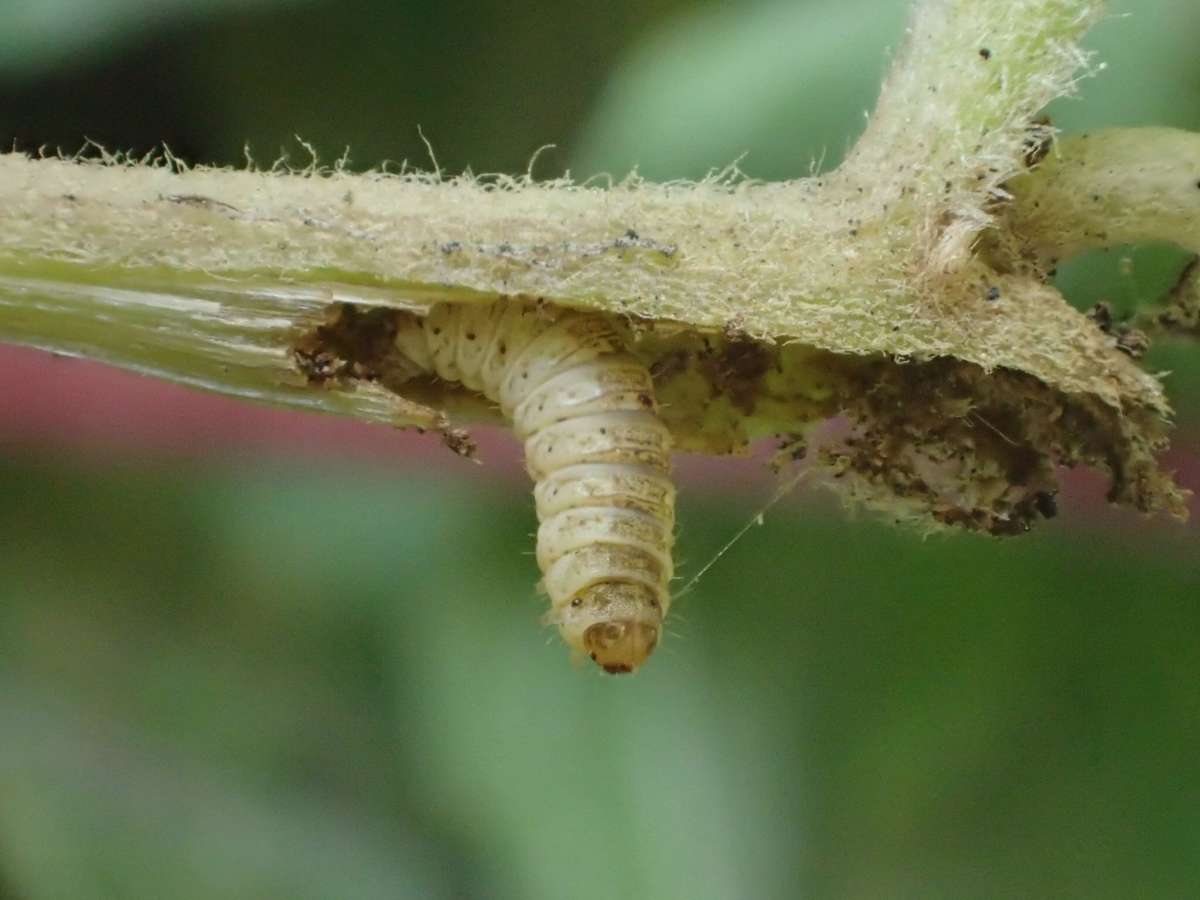 Adaina microdactyla | Kent Moths