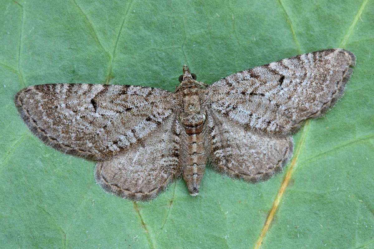 Freyer's Pug | Kent Moths