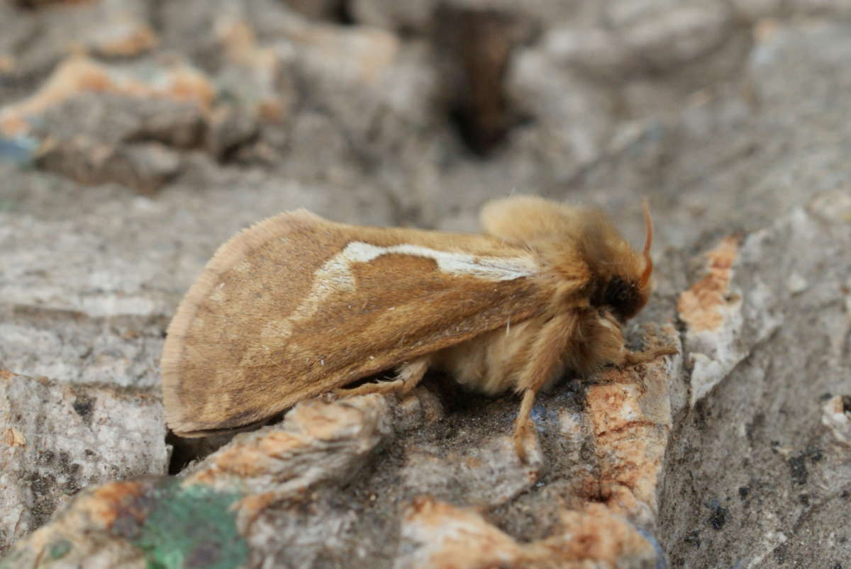 Common Swift | Kent Moths