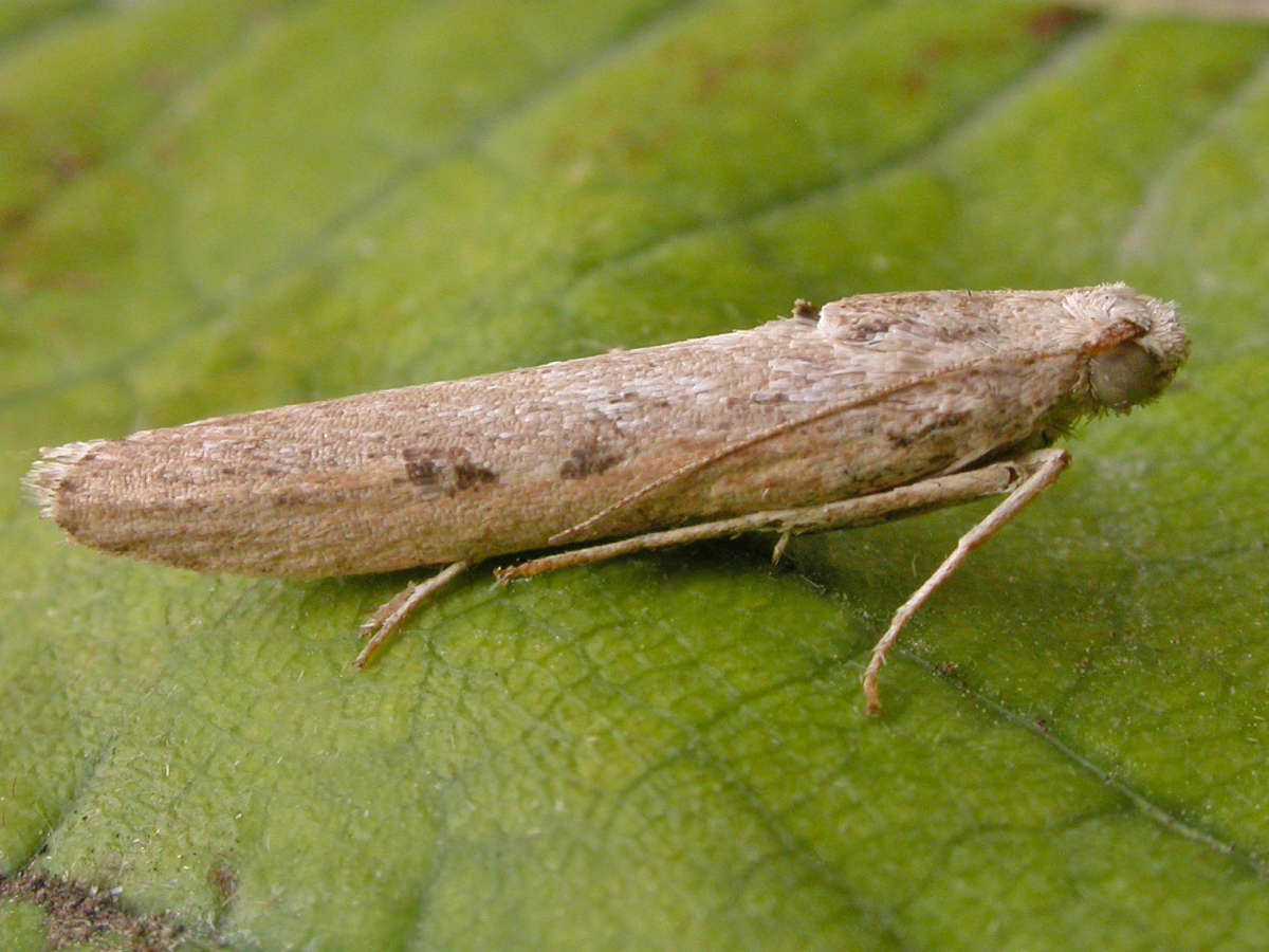 Lamoria zelleri | Kent Moths