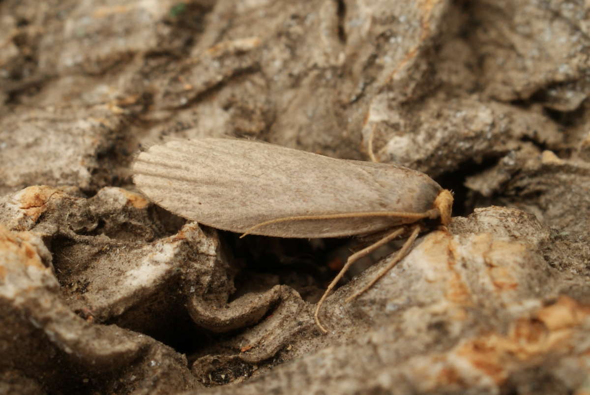 Achroia grisella | Kent Moths