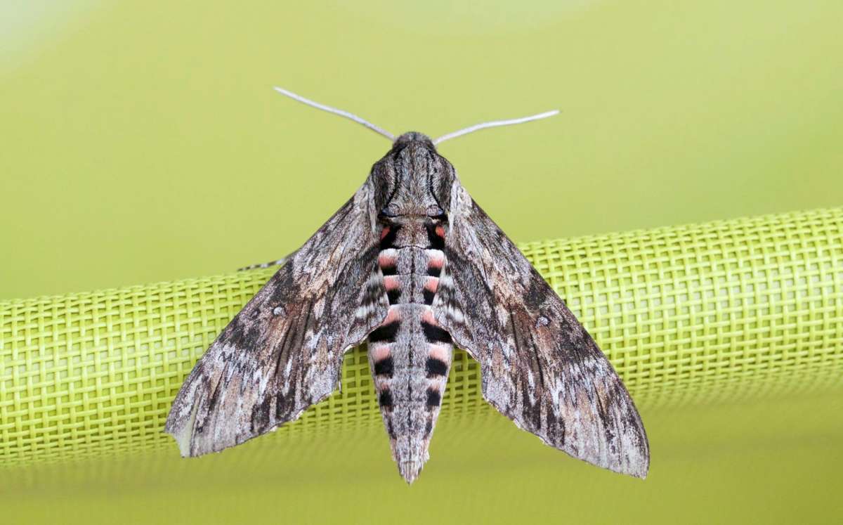 Convolvulus Hawk-moth | Kent Moths