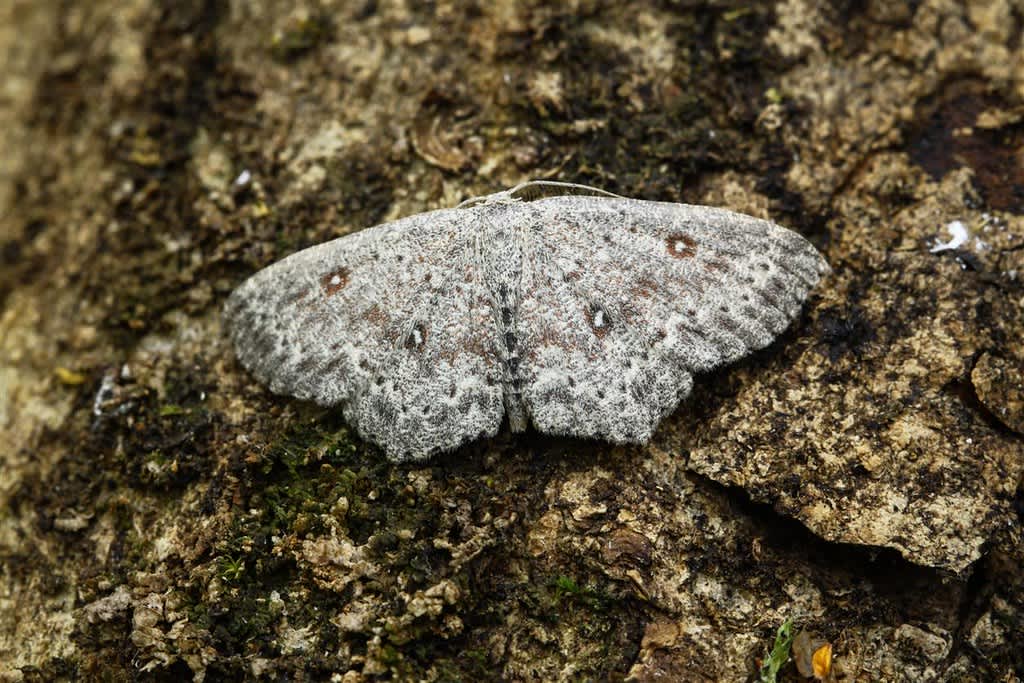 Dingy Mocha | Kent Moths