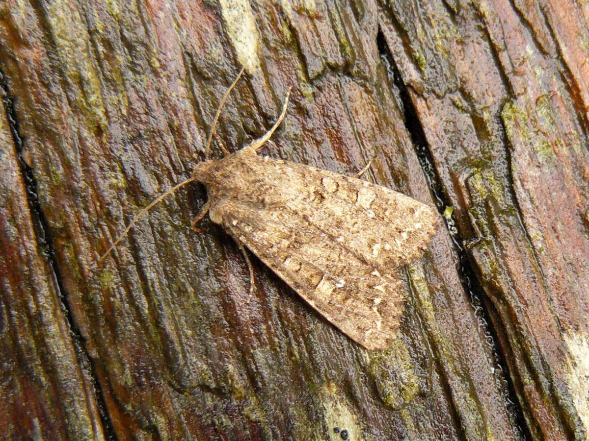 White Colon | Kent Moths