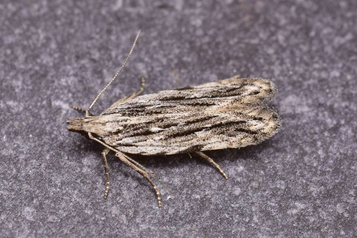 Anarsia innoxiella | Kent Moths
