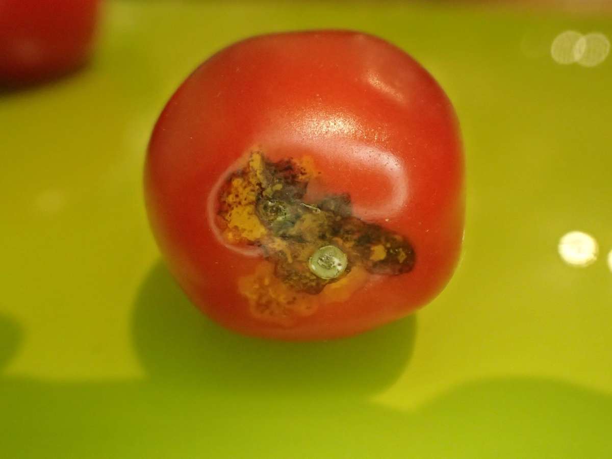 Tuta absoluta | Kent Moths