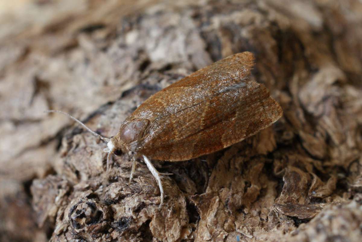 Pandemis cinnamomeana | Kent Moths