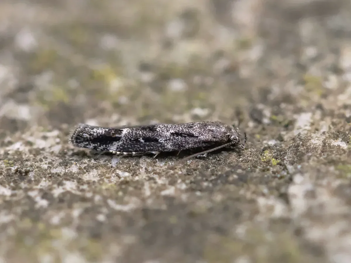 Mompha sturnipennella | Kent Moths