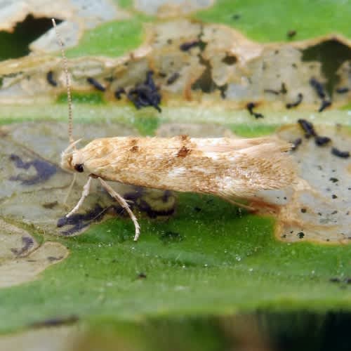 Mompha ochraceella | Kent Moths