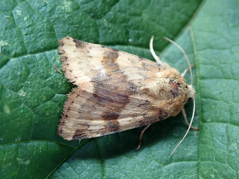 Marbled Clover | Kent Moths