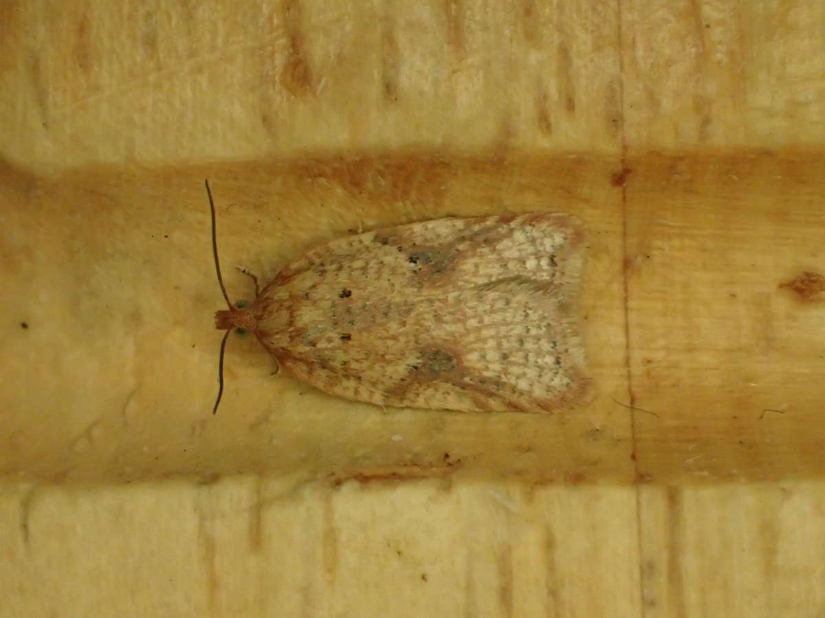 Acleris ferrugana | Kent Moths