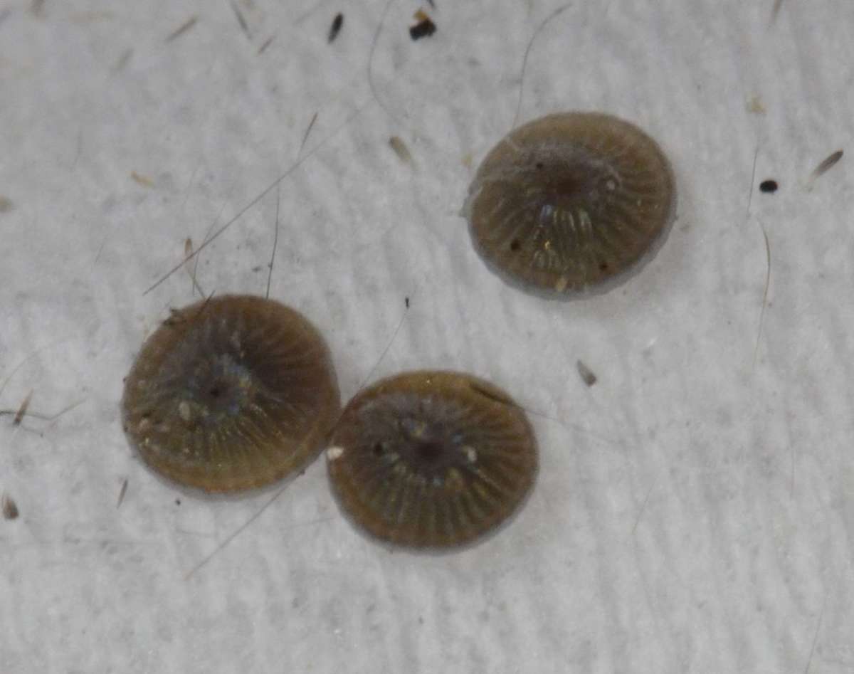 The Sprawler | Kent Moths