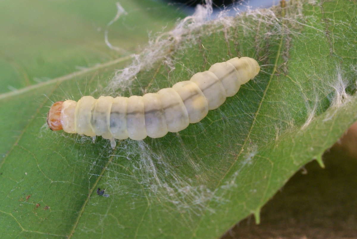 Diurnea fagella | Kent Moths