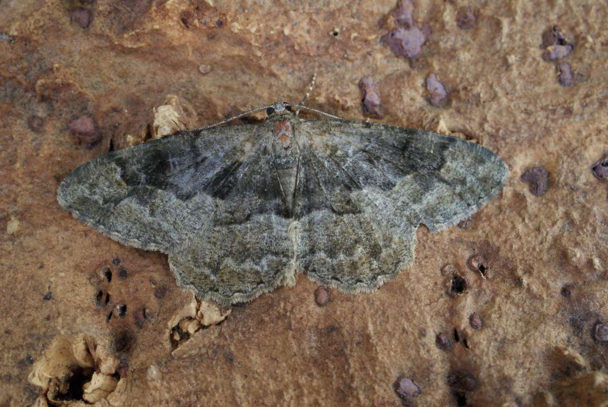 Mottled Beauty | Kent Moths