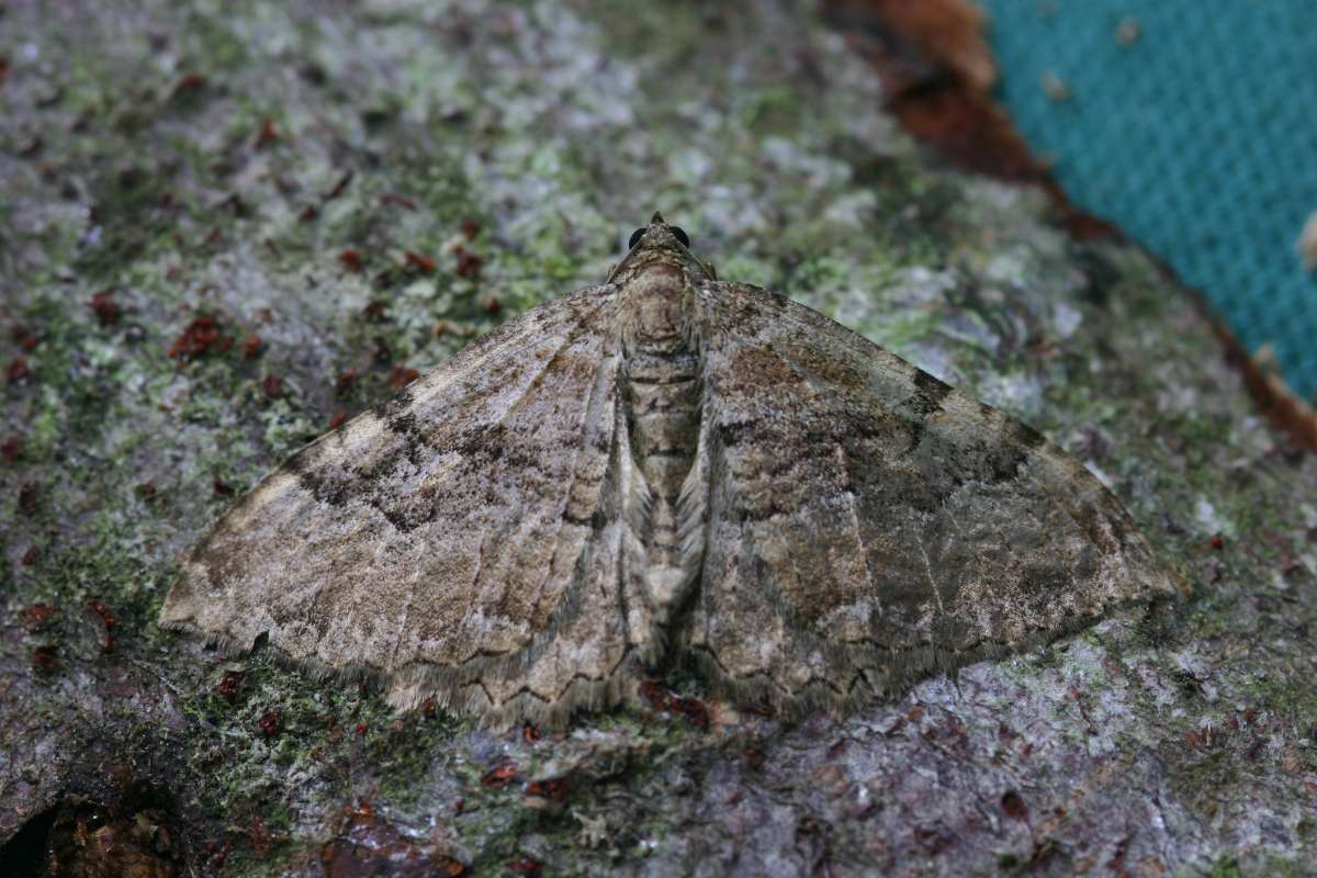 Scarce Tissue | Kent Moths