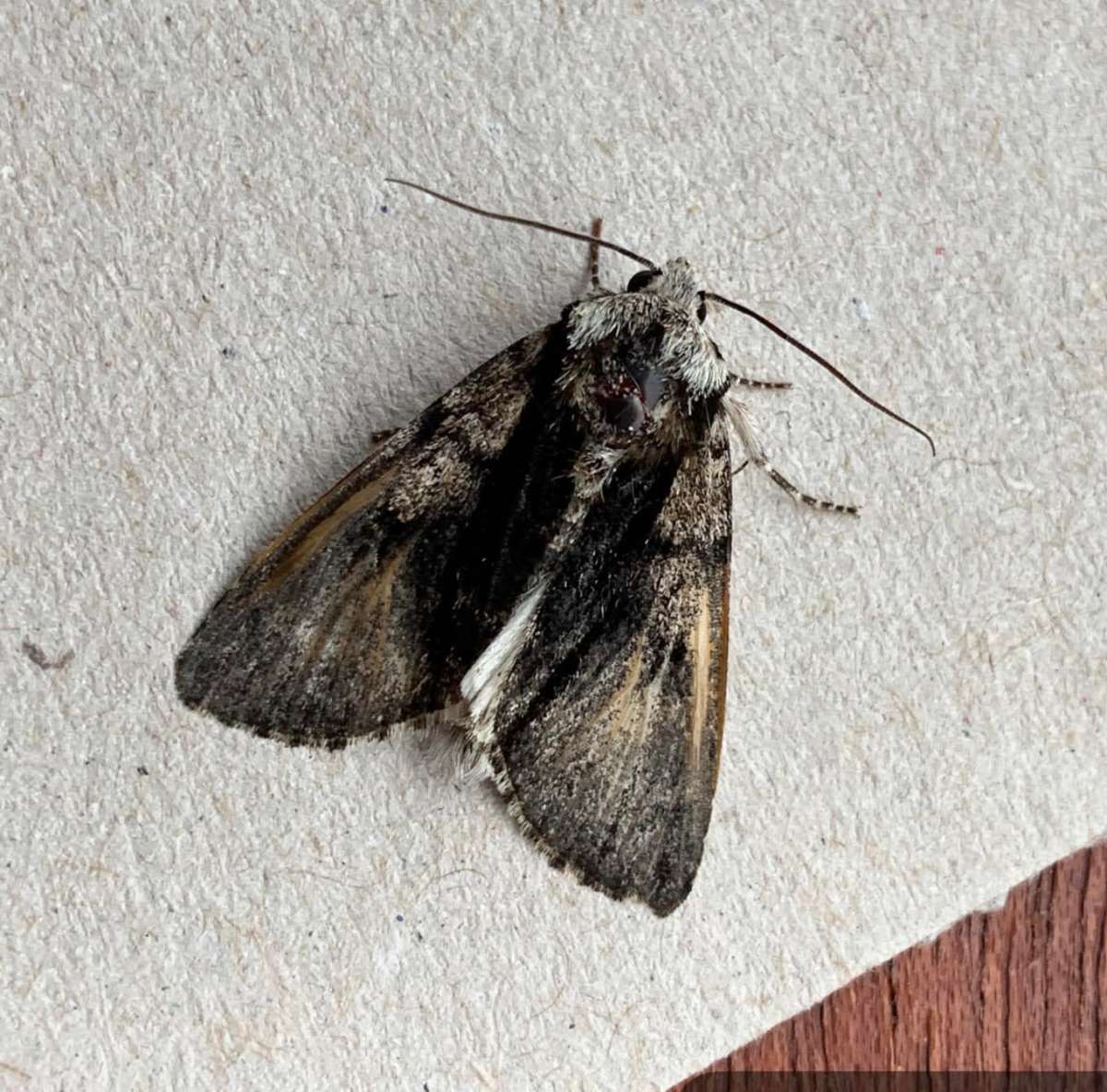 Alder Moth | Kent Moths