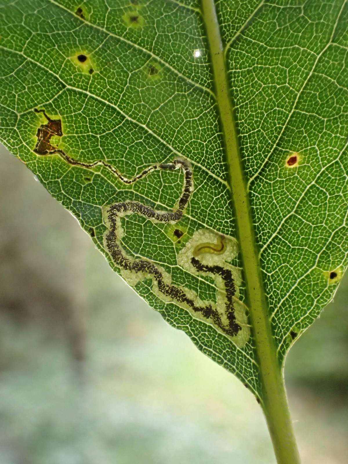 Stigmella samiatella | Kent Moths