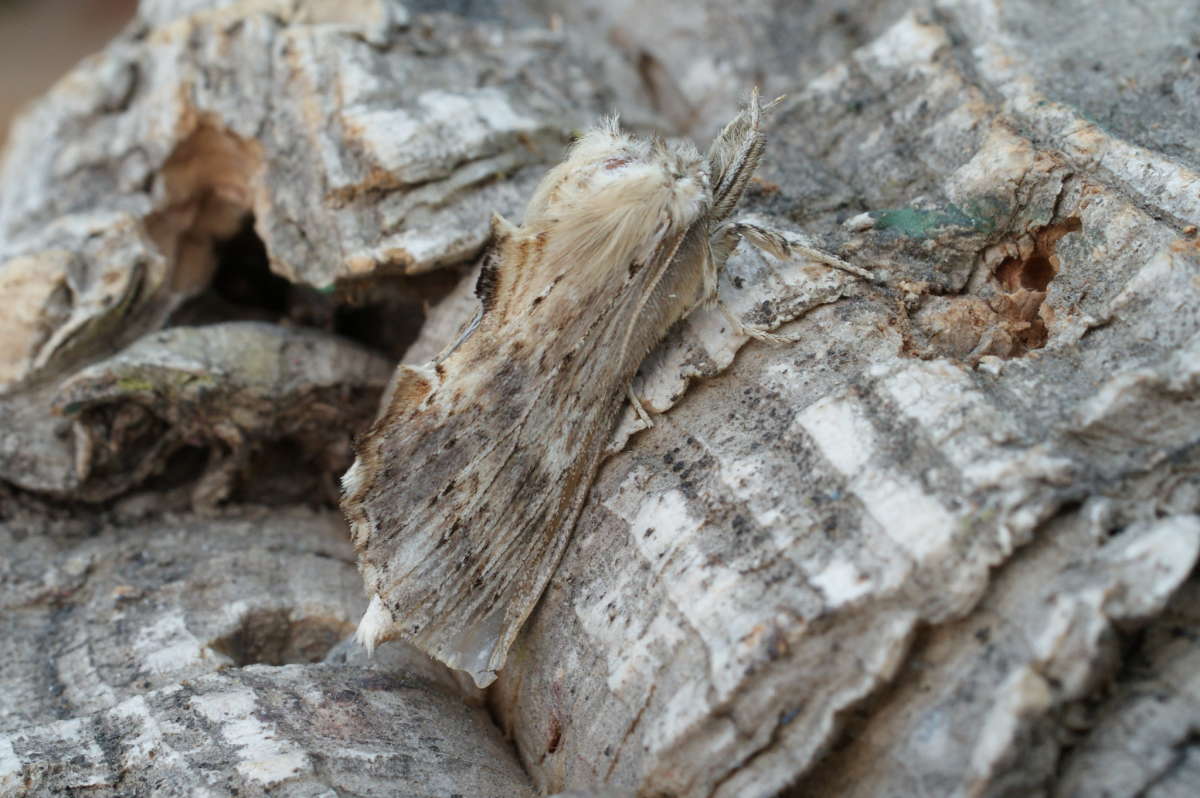 Pale Prominent | Kent Moths