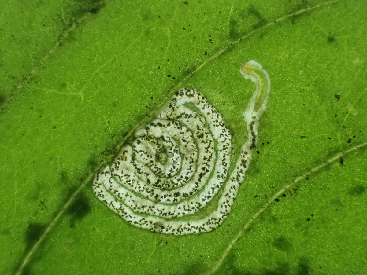 Mompha terminella | Kent Moths