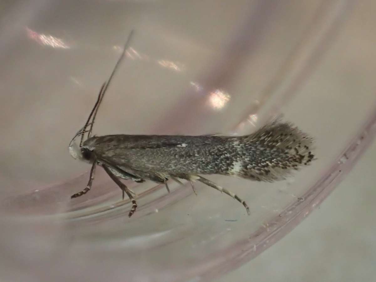 Aproaerema anthyllidella | Kent Moths