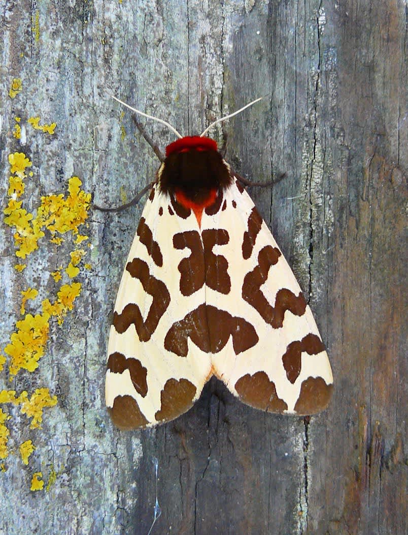 Garden Tiger | Kent Moths