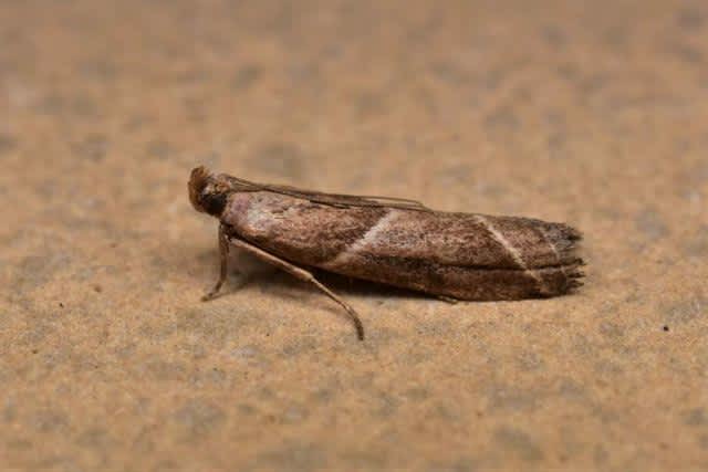 Nyctegretis lineana | Kent Moths