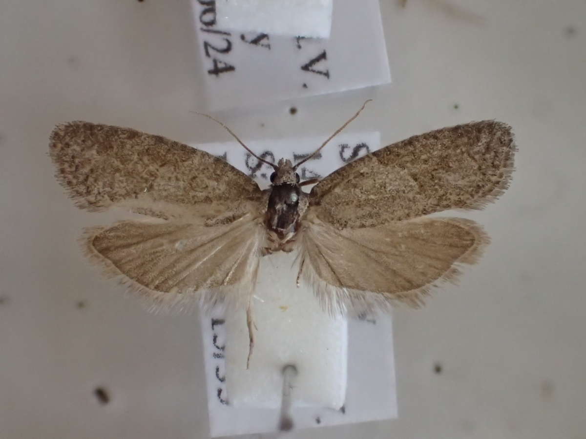 Cnephasia pumicana | Kent Moths