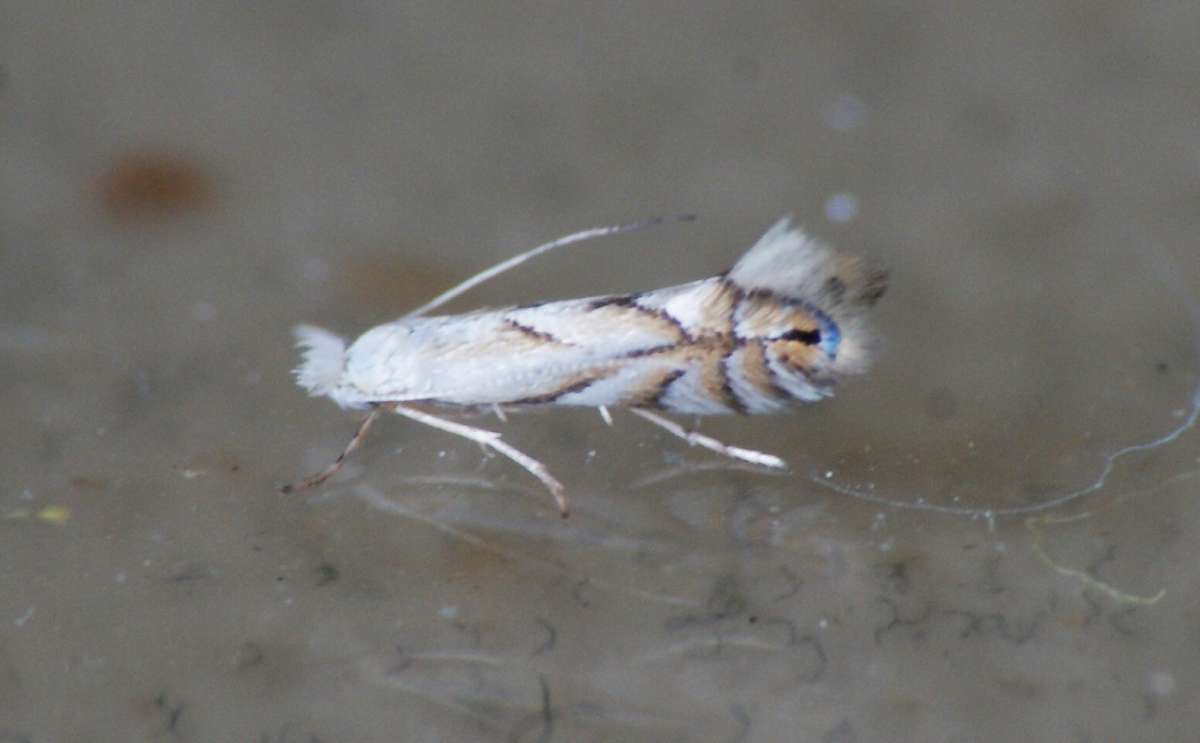 Phyllonorycter tenerella | Kent Moths