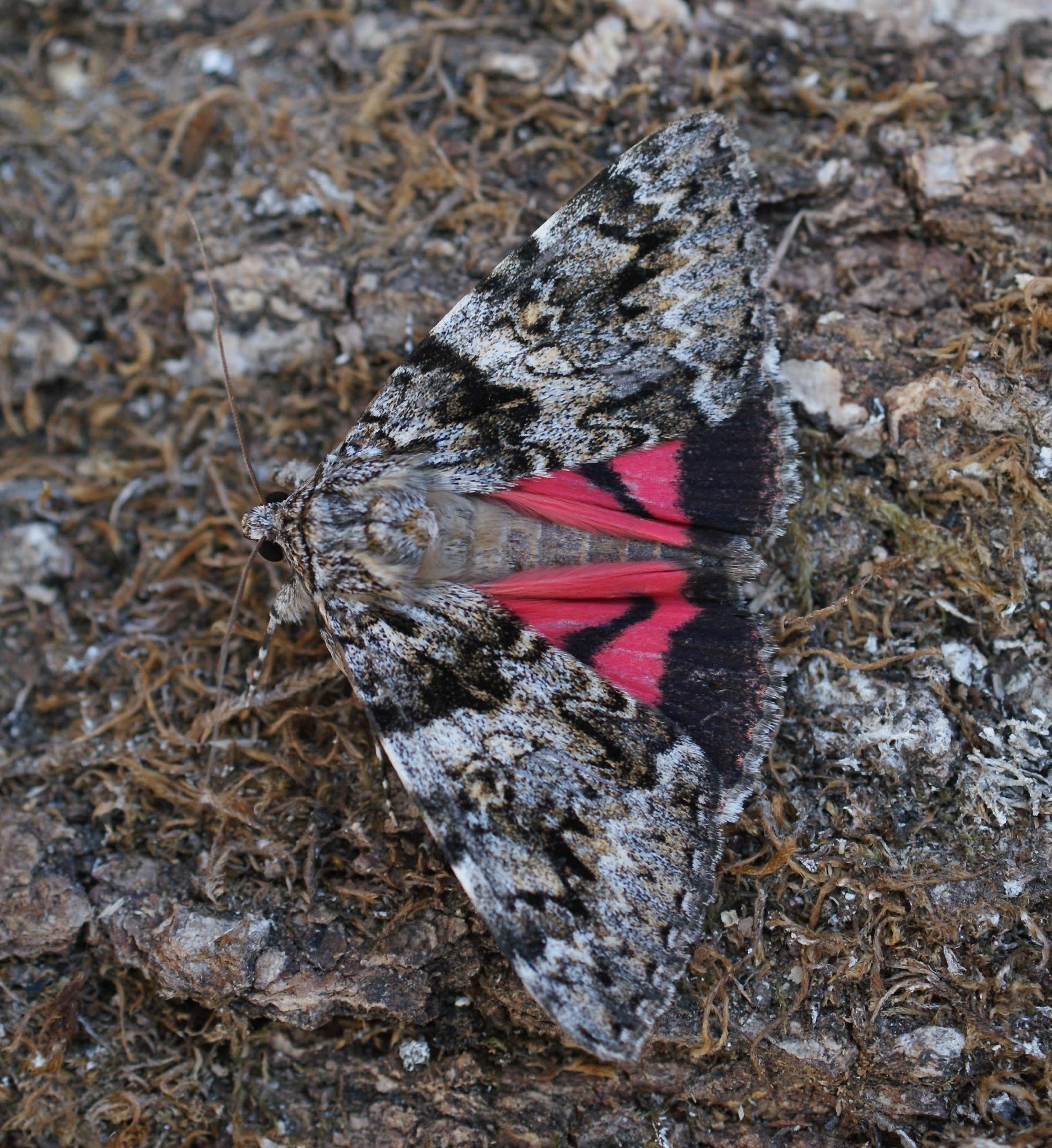 Dark Crimson Underwing | Kent Moths