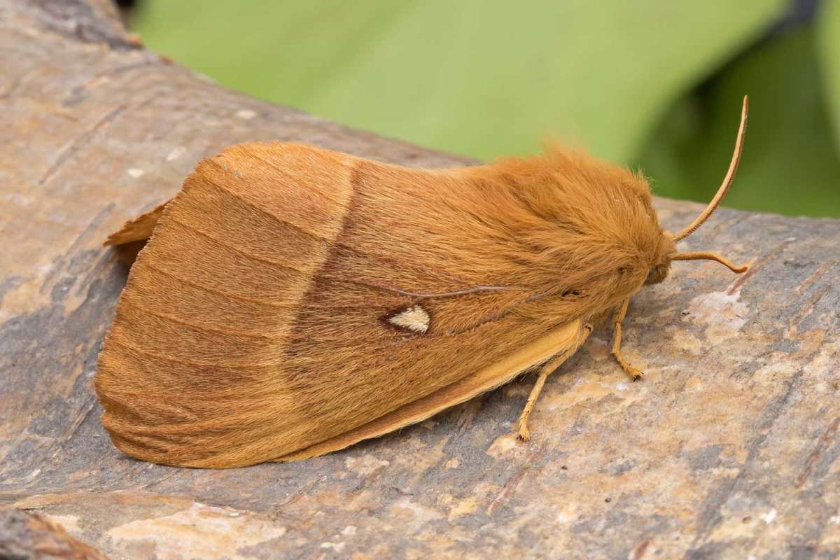 Oak Eggar | Kent Moths