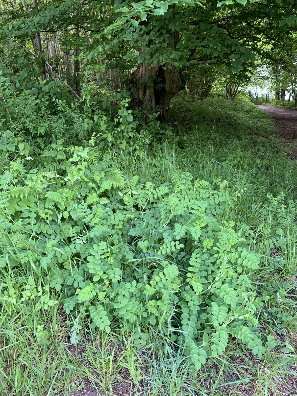 Grapholita pallifrontana | Kent Moths
