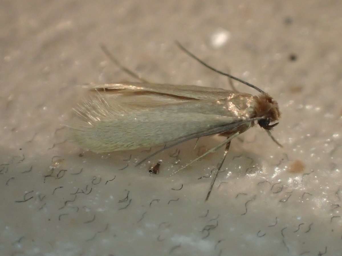 Tineola bisselliella | Kent Moths