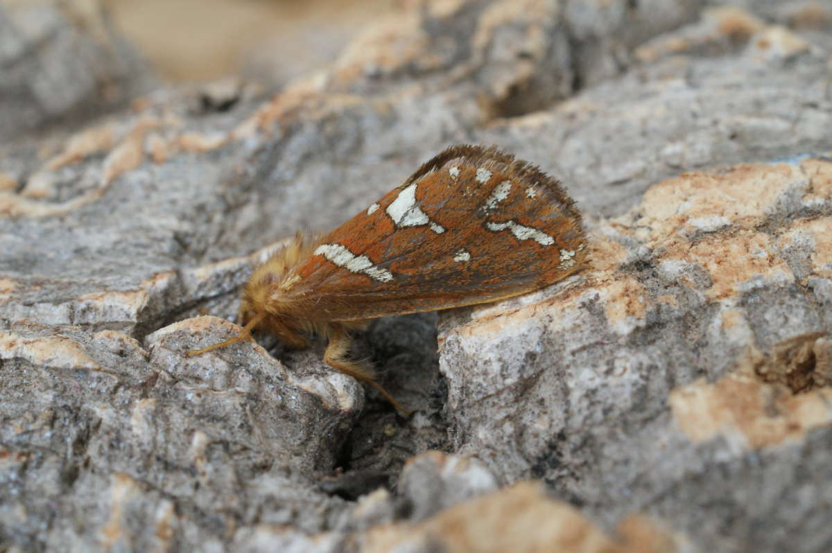 Gold Swift | Kent Moths