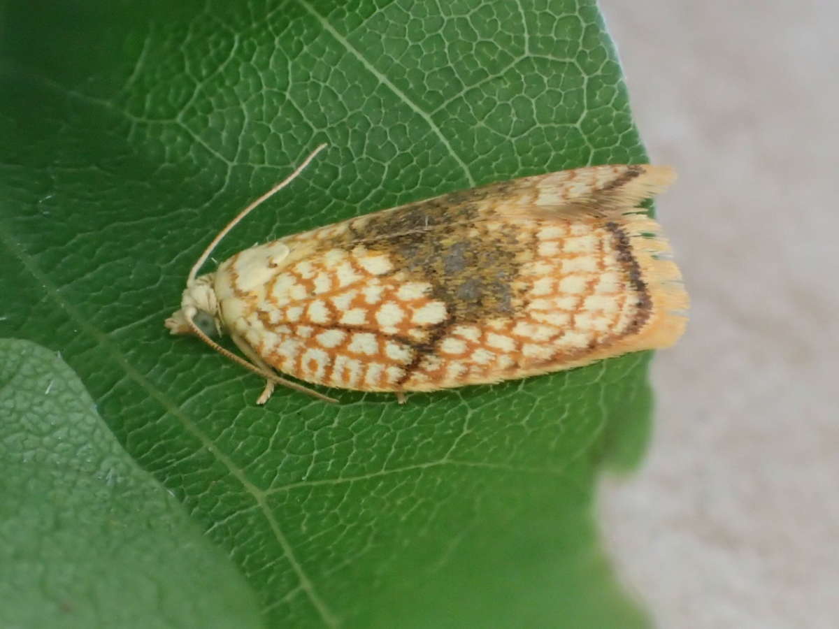 Acleris forsskaleana | Kent Moths