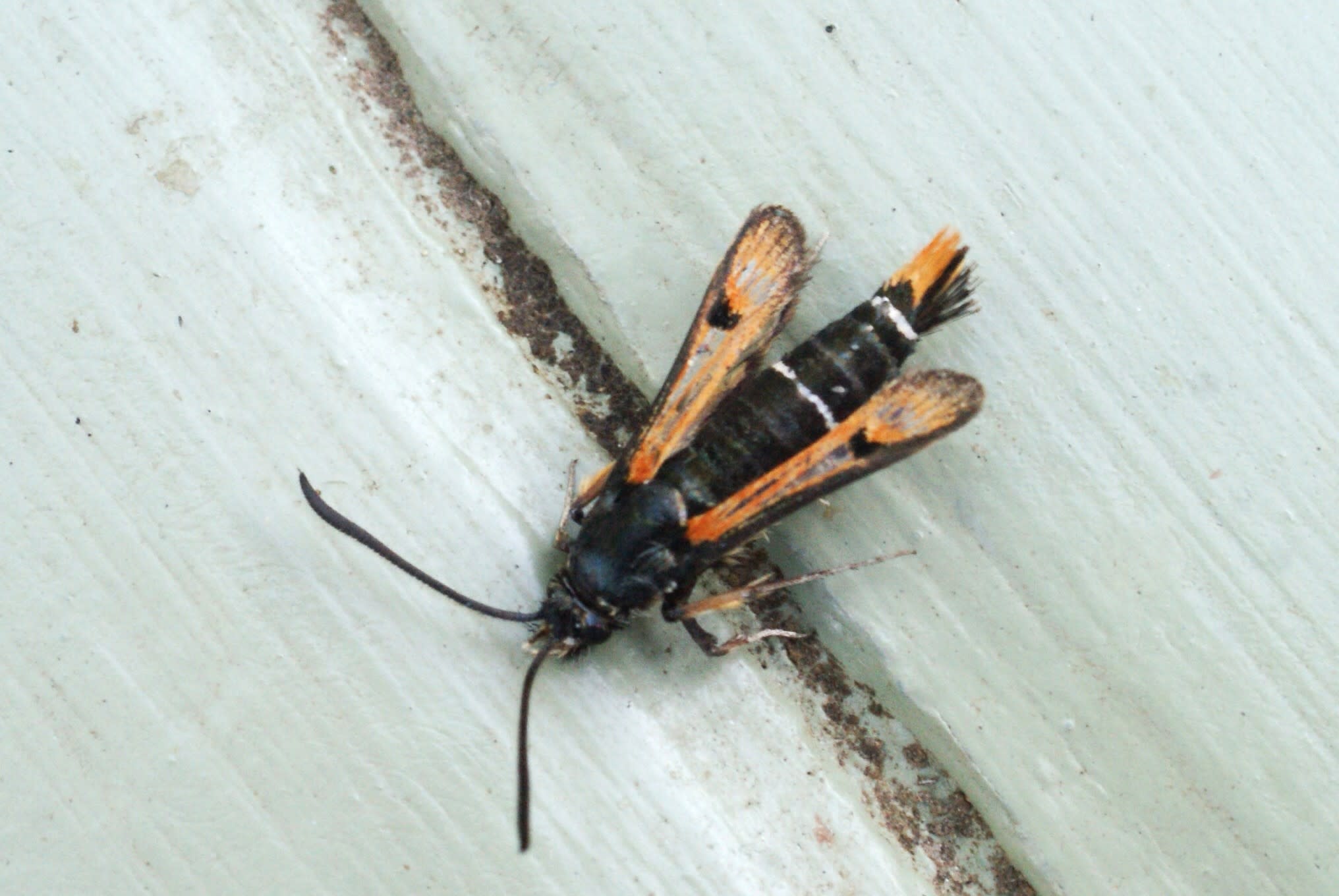 Fiery Clearwing | Kent Moths