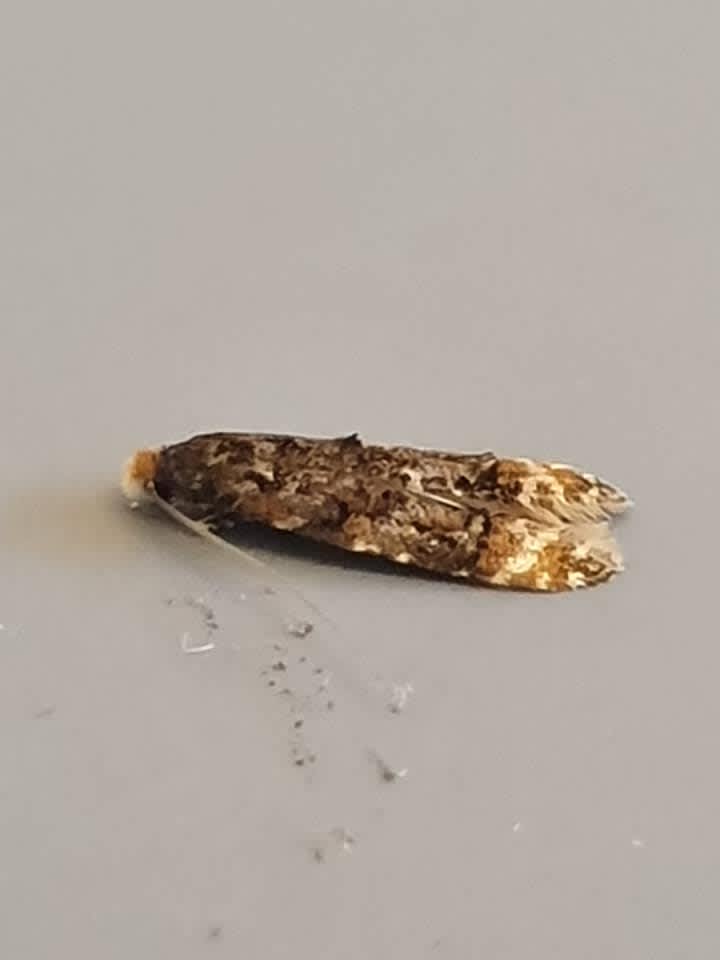 Stenoptinea cyaneimarmorella | Kent Moths