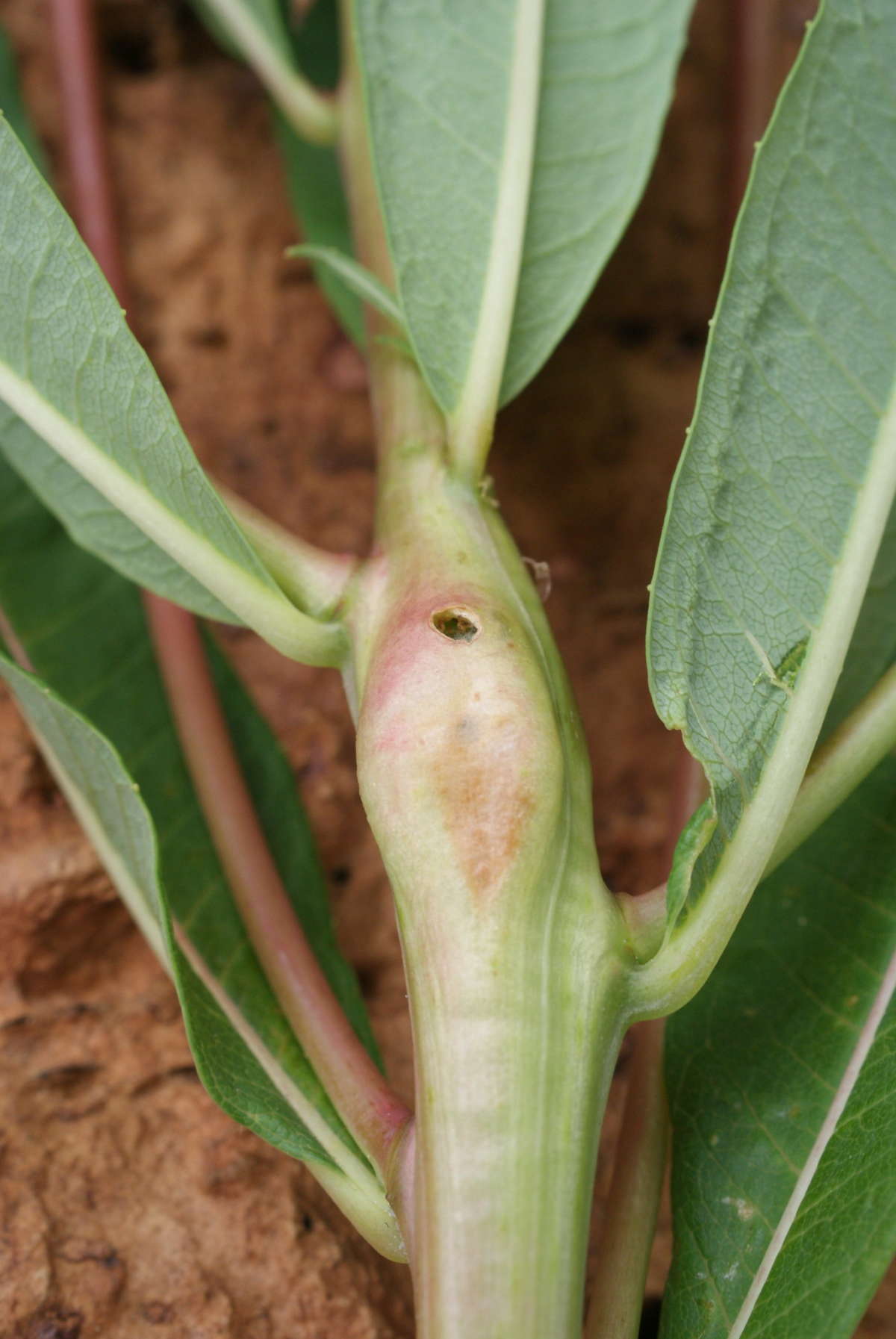 Mompha sturnipennella | Kent Moths