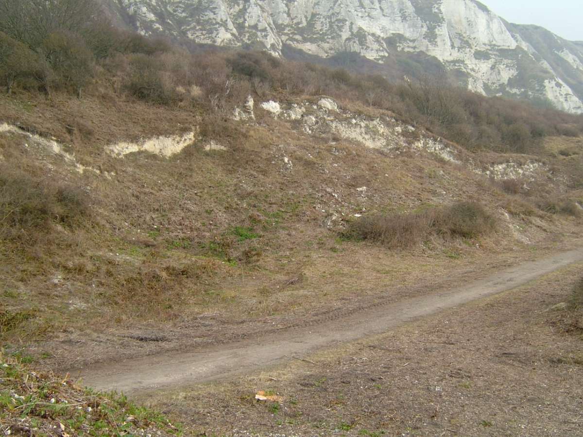 Fiery Clearwing | Kent Moths