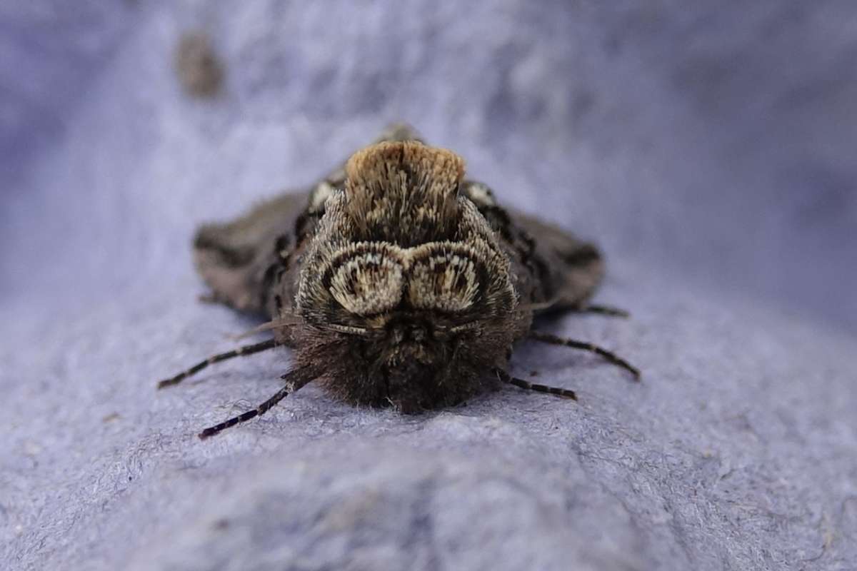 The Spectacle | Kent Moths