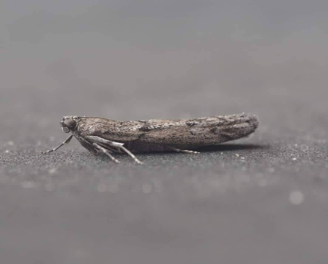 Ephestia kuehniella | Kent Moths