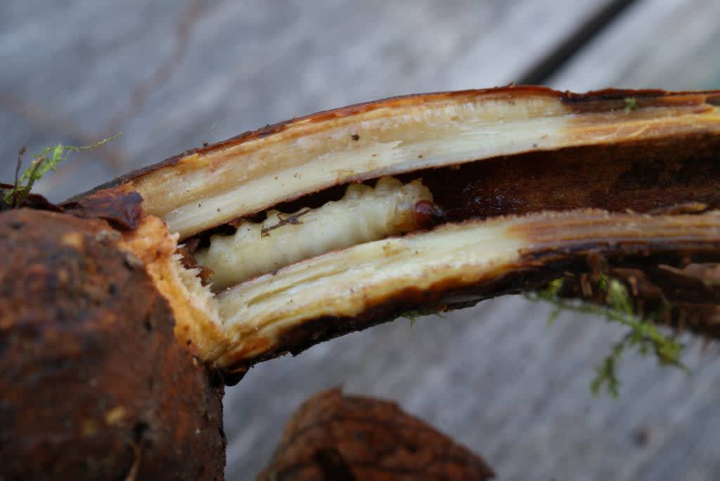 Raspberry Clearwing | Kent Moths