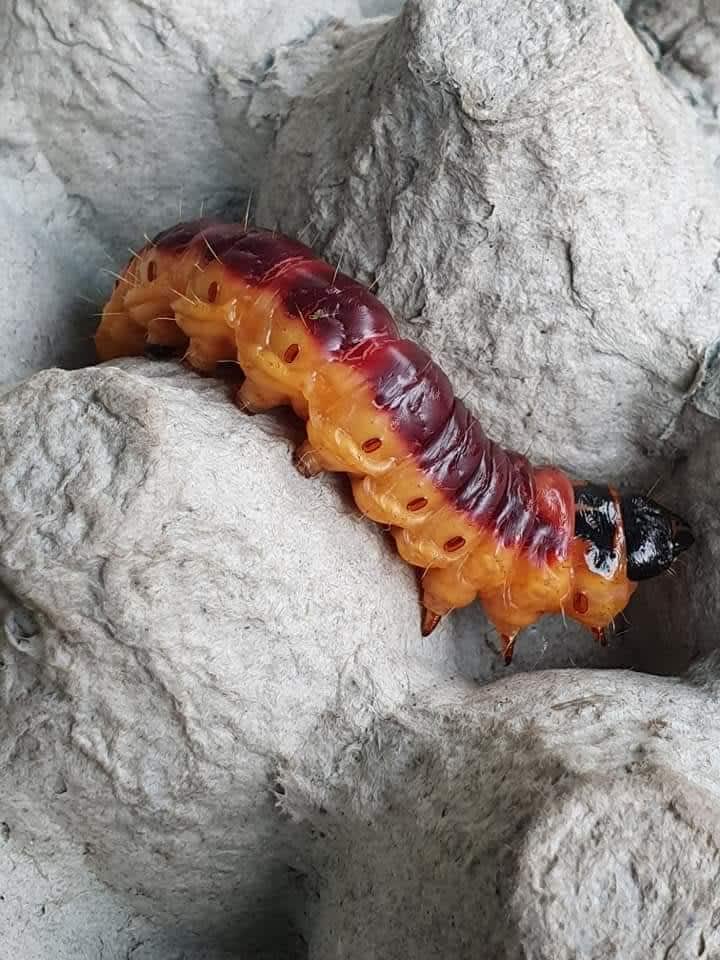 Goat Moth | Kent Moths