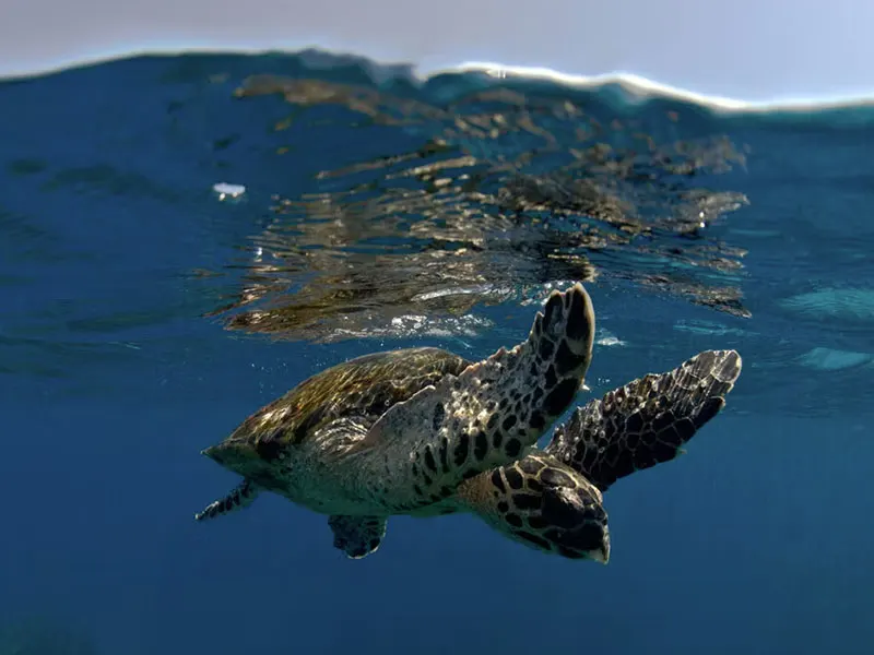 Byron Bay Turtle Snorkel Experience Julian Rocks | Happy Travels
