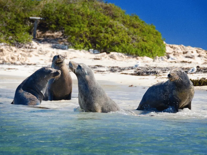 Margaret River Day Tour From Perth | Best West Coast Deals at Happy Travels